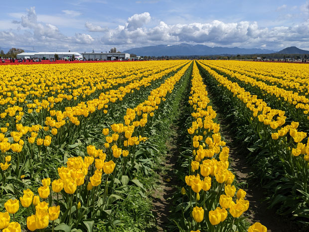 A Not-so-Springy Spring – TJ Online